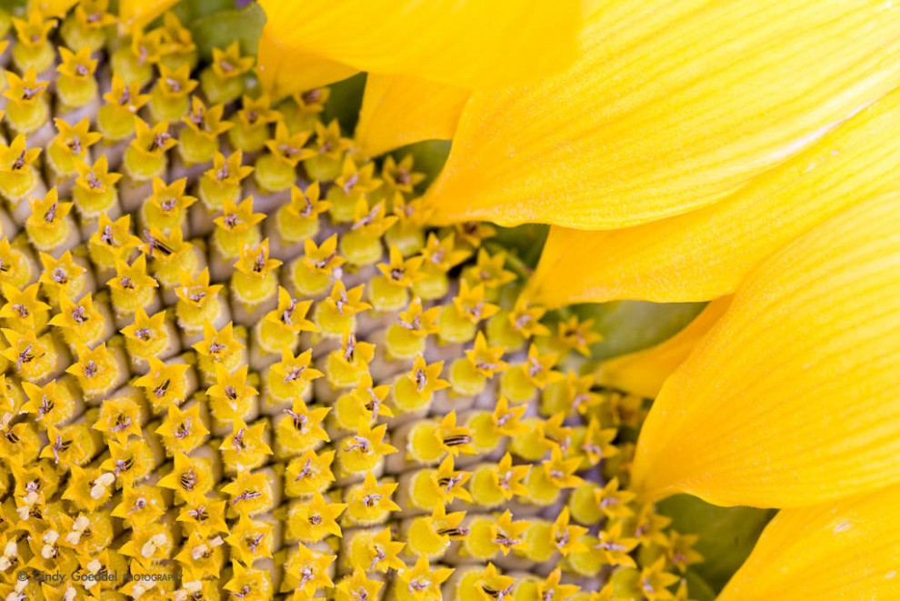 Sunflower Detail | Cindy Goeddel Photography, LLC