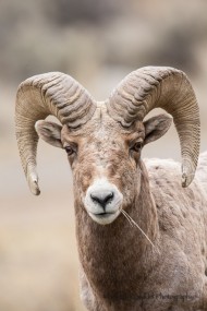 Bighorn ram full face portrait grass. | Goeddel Photography | Cindy ...