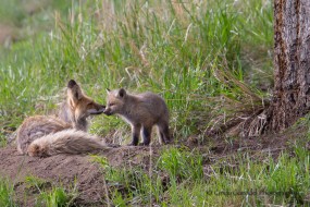 Red Foxes, adult & young touching noses. | Goeddel Photography | Cindy ...