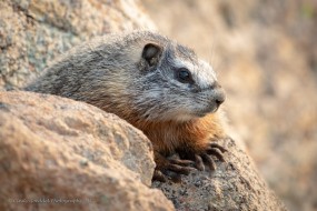 Yellow-bellied Marmot | Cindy Goeddel Photography, LLC