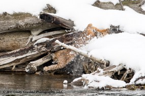 A Bobcat fishing and jumping for trout | Cindy Goeddel Photography, LLC